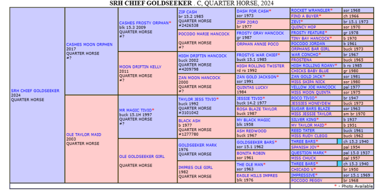 SRH CHIEF GOLDSEEKER – 2024 stud – SUNRISE H QUARTER HORSES