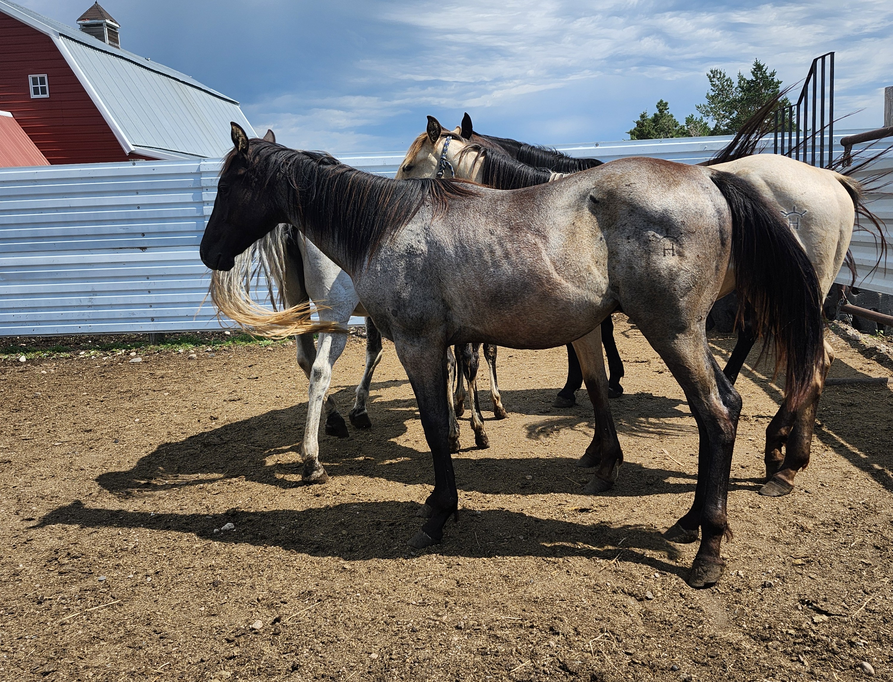 For Sale – SUNRISE H QUARTER HORSES